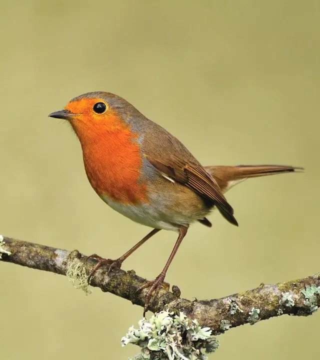 Das Rotkehlchen – Vogellexikon & Wissenswertes | Welzhofer | R ...